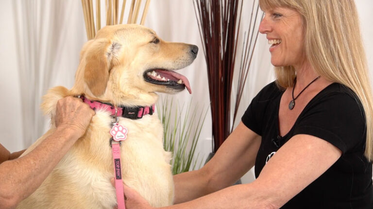 Fascia Decompression for Your Fur Family | Block Therapy