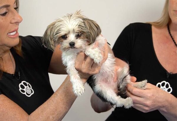 Fascia Decompression for Your Fur Family | Block Therapy