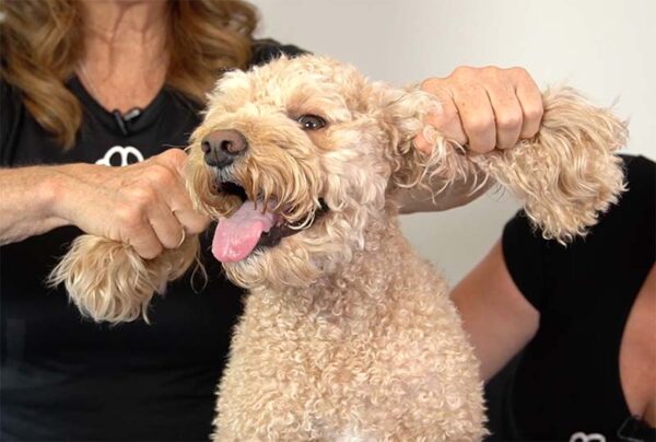 Fascia Decompression for Your Fur Family | Block Therapy